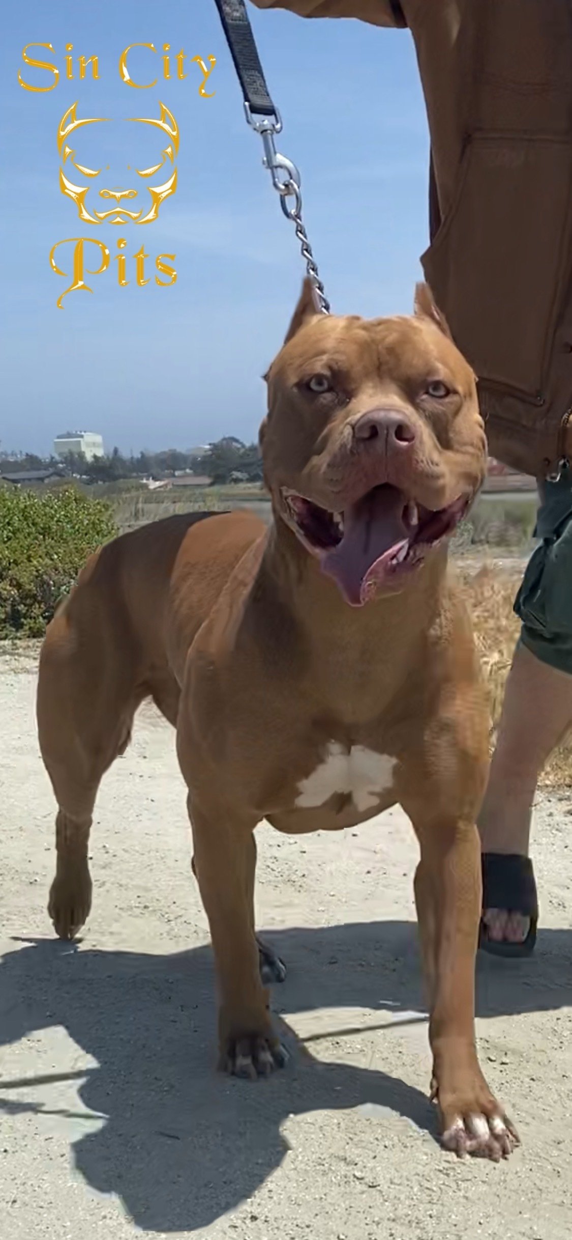 Male Studs | American Terrier, Pitbull & Bully Lines