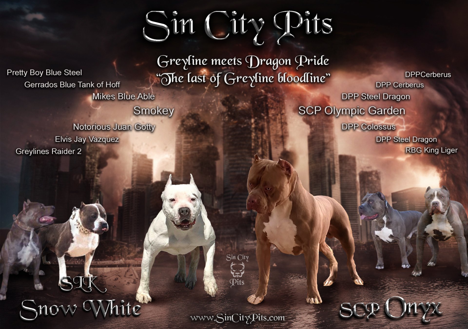 American Terrier Breeding | Pitbull & Bully | Sin City