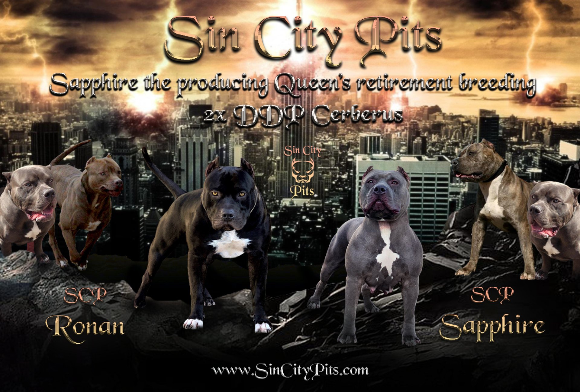 American Terrier Breeding | Pitbull & Bully | Sin City