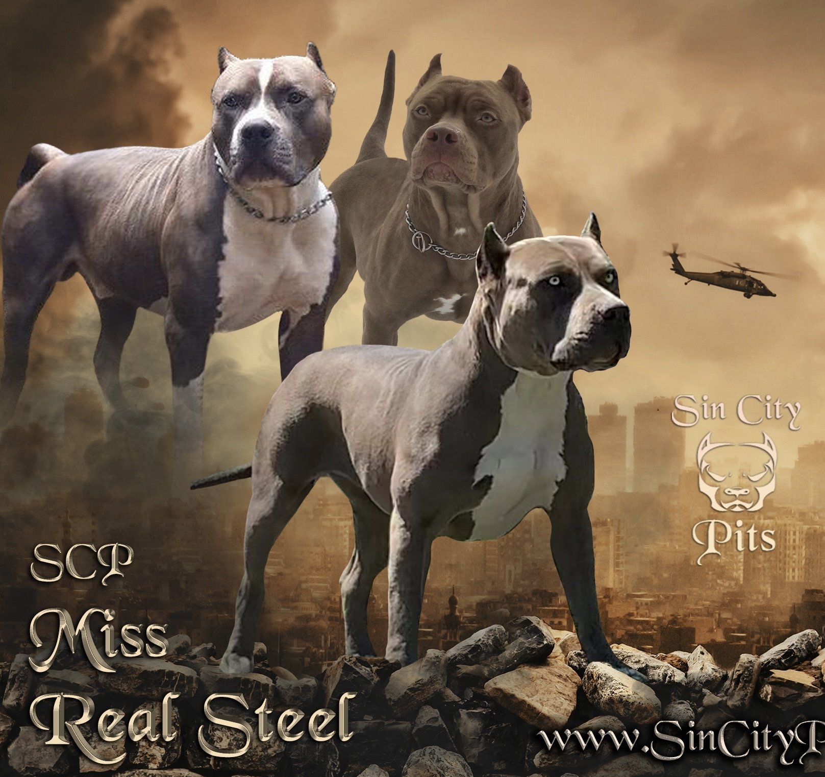 Female | Dams | American Terrier, Pitbull & Bully Lines