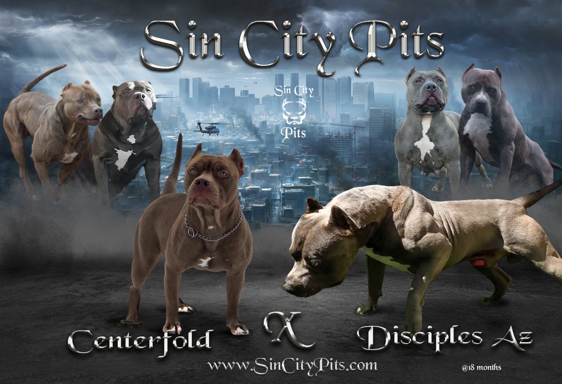American Terrier Breeding | Pitbull & Bully | Sin City