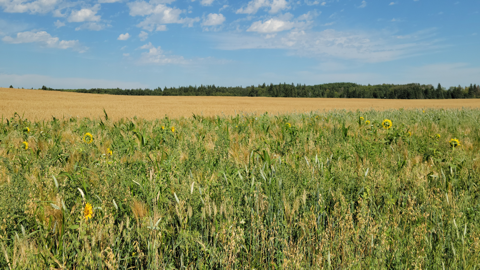 Regenerating Land and Sharing Knowledge at Muskeg Lake Cree Nation