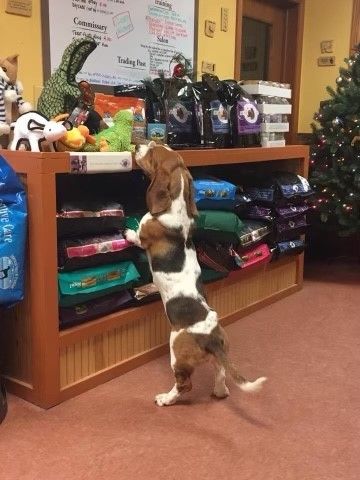 Pet Resort | Kenosha, WI | Woofman’s Lodge