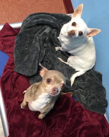 Pet Resort | Kenosha, WI | Woofman’s Lodge