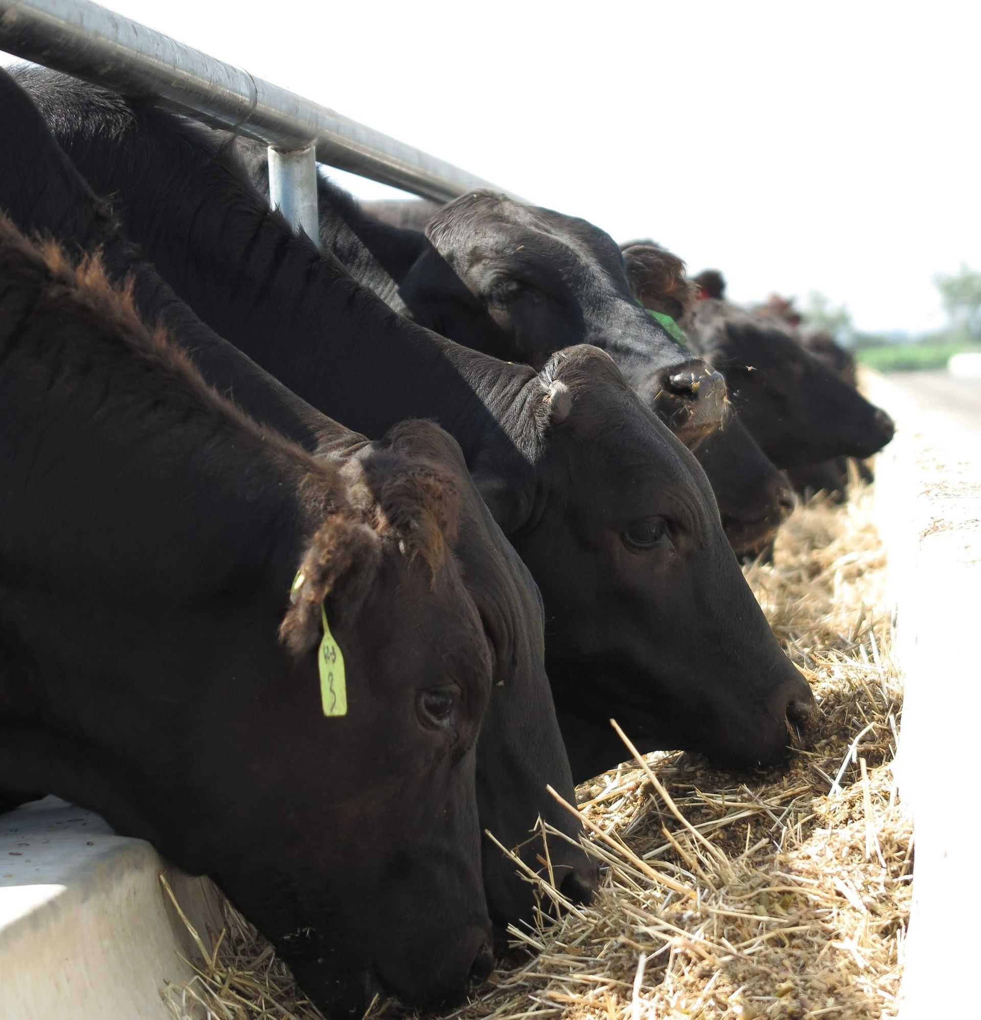 National Animal Welfare & Supply Chain Accreditation | CoRLink