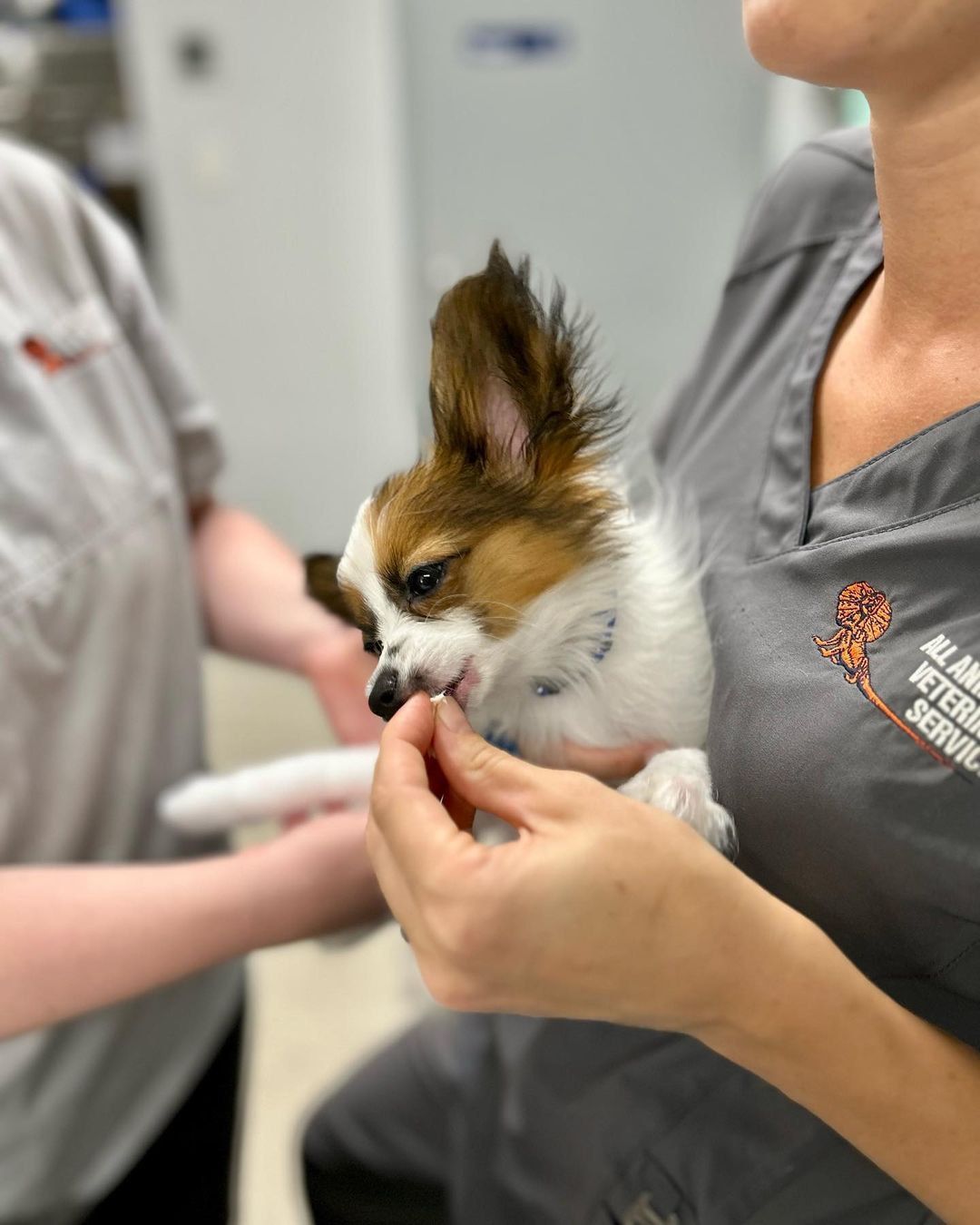 About Us | All Animal Veterinary Services