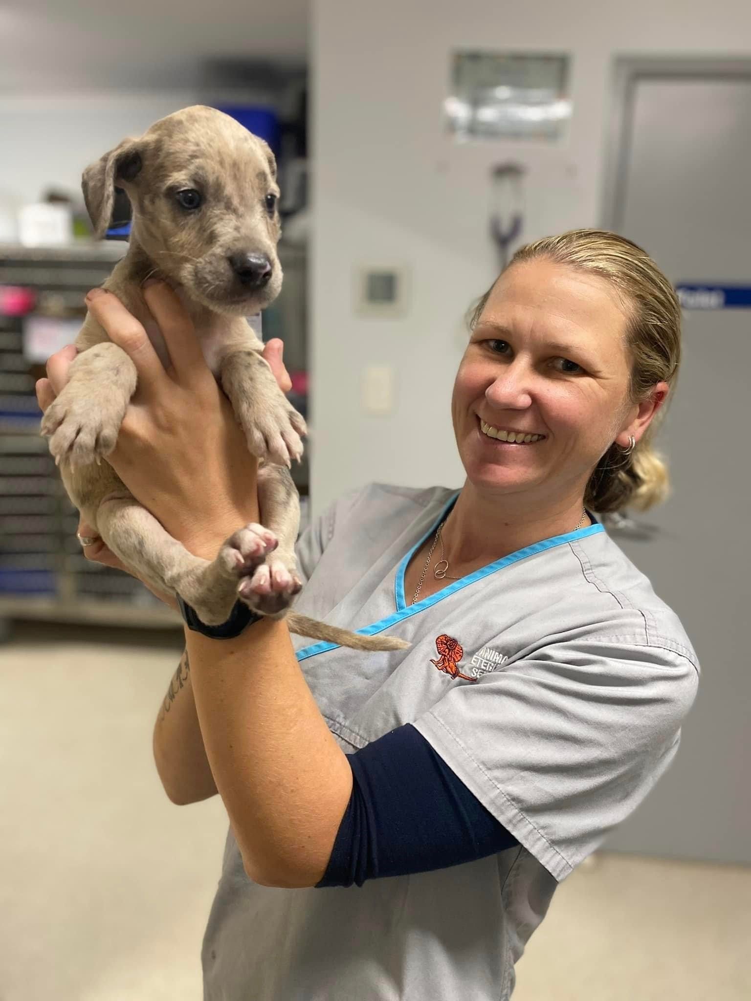 All Animal Veterinary Services | Veterinarian in Nambour