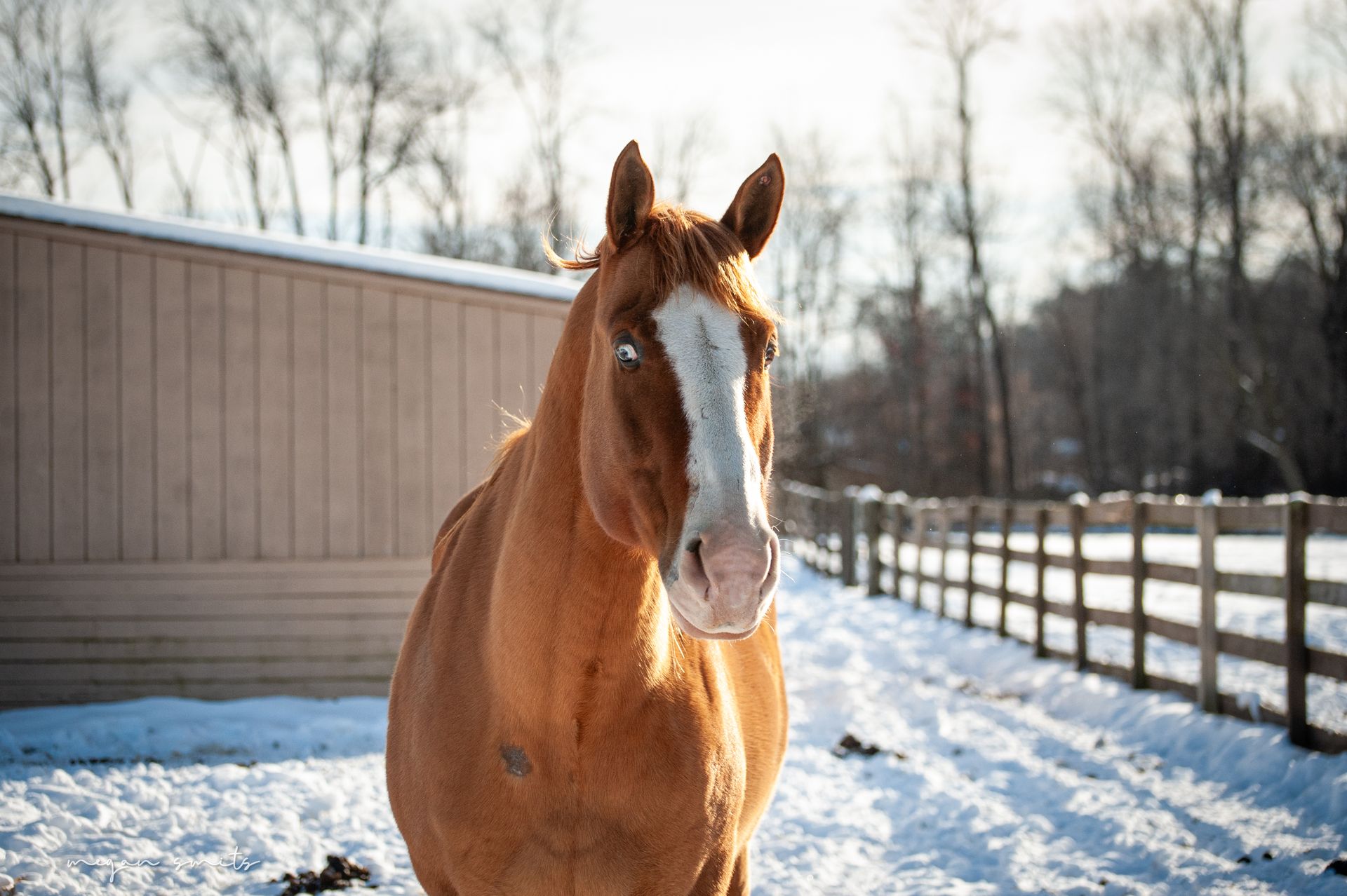 Our Adoptable Equines | Companion Horses