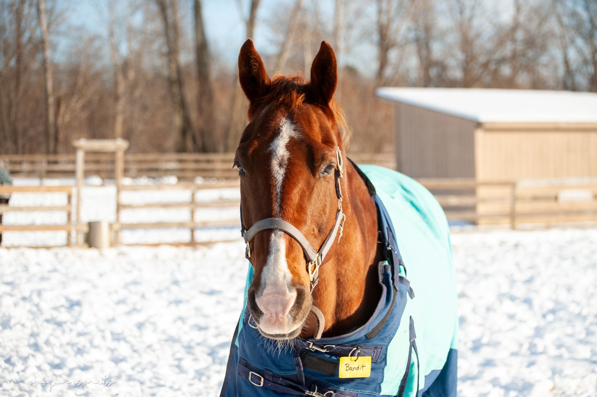 Our Adoptable Equines | Companion Horses