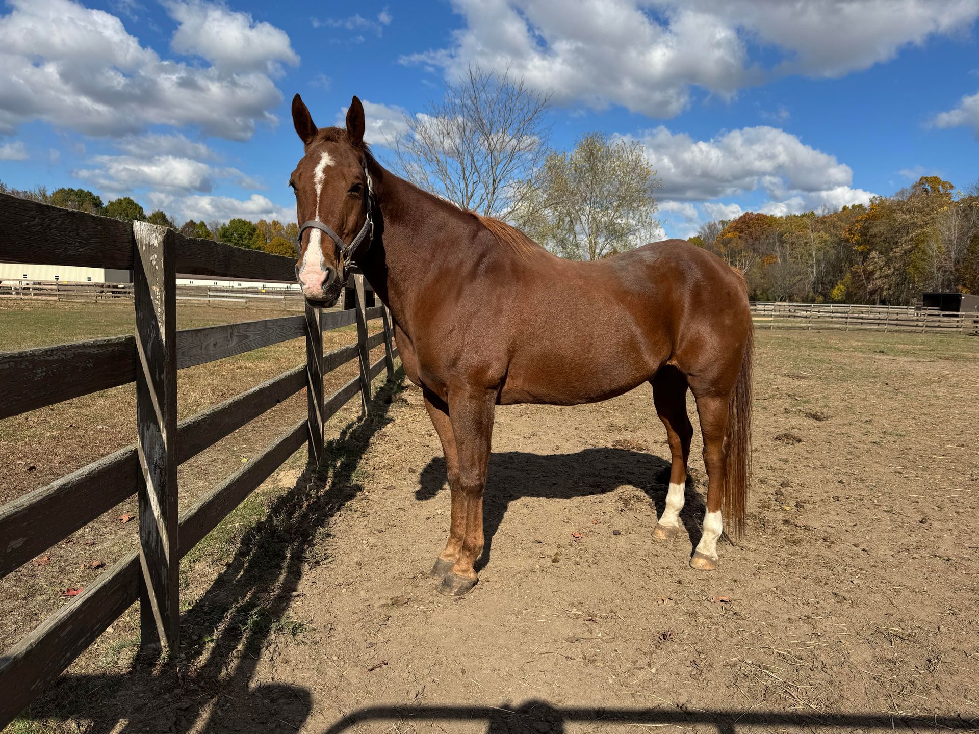 Our Adoptable Equines | Companion Horses