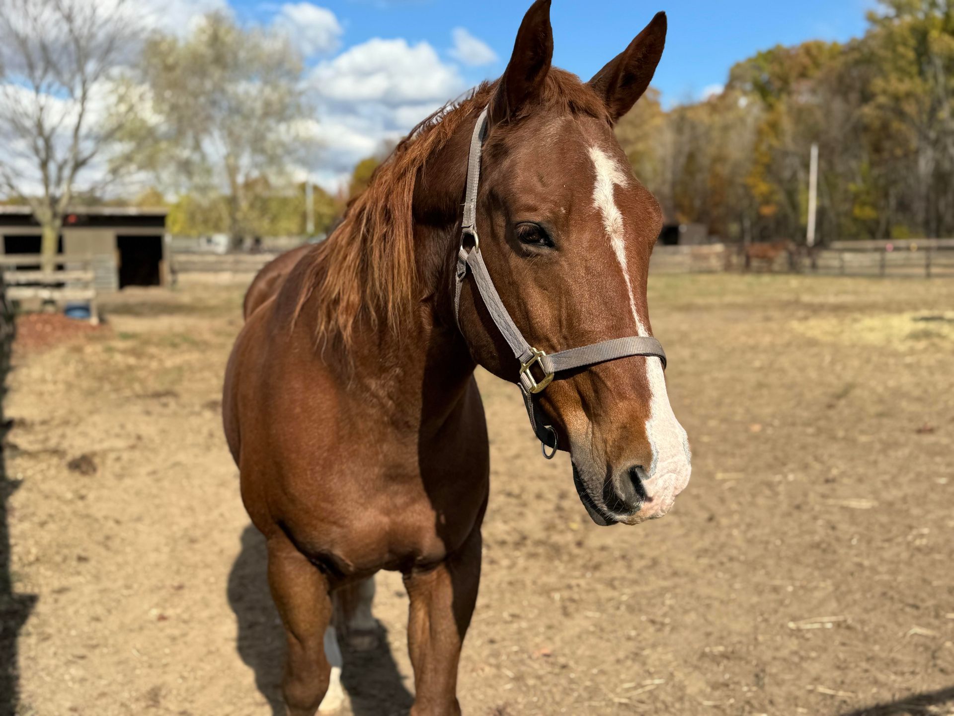 Our Adoptable Equines | Companion Horses