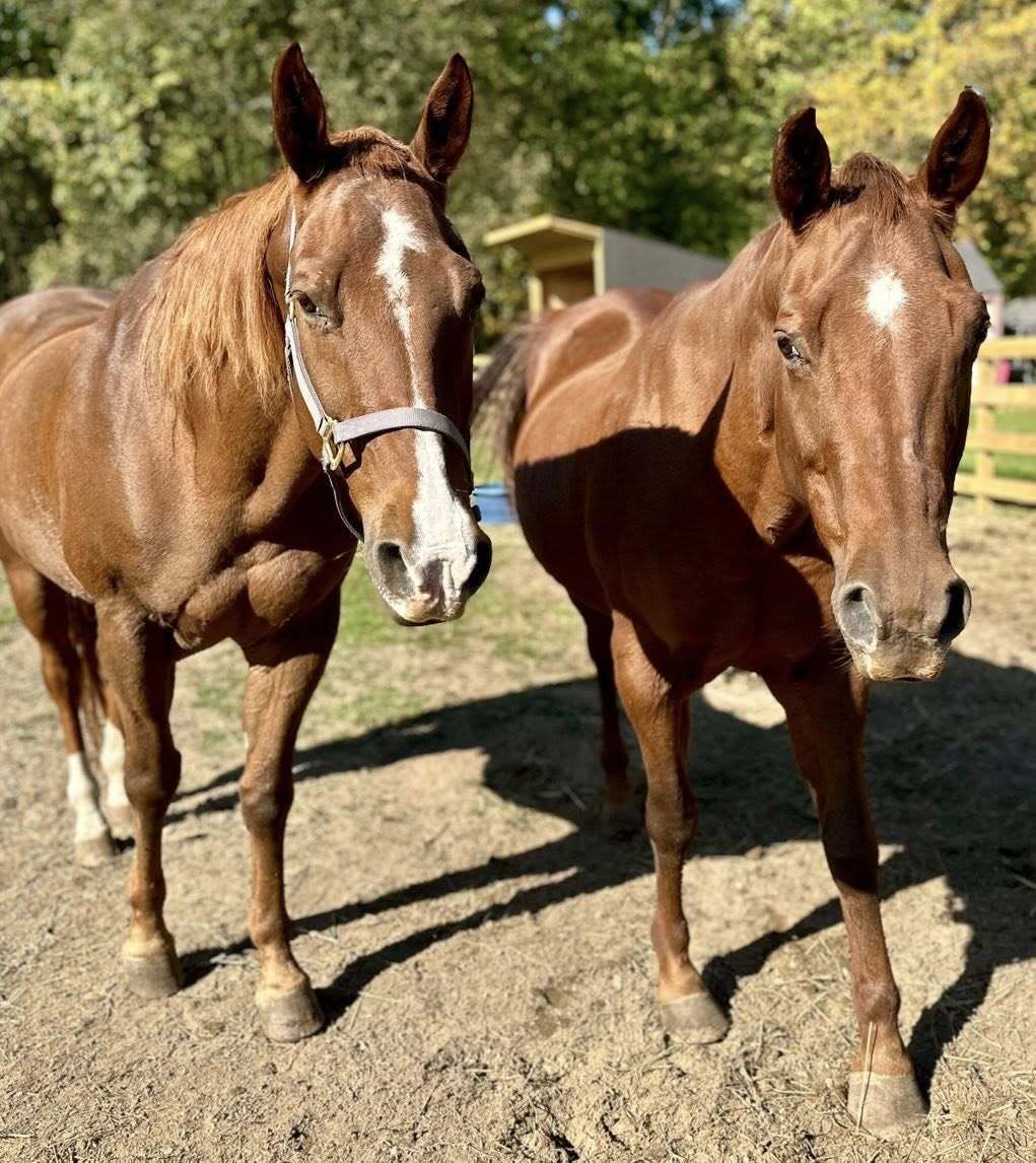 Our Adoptable Equines | Companion Horses