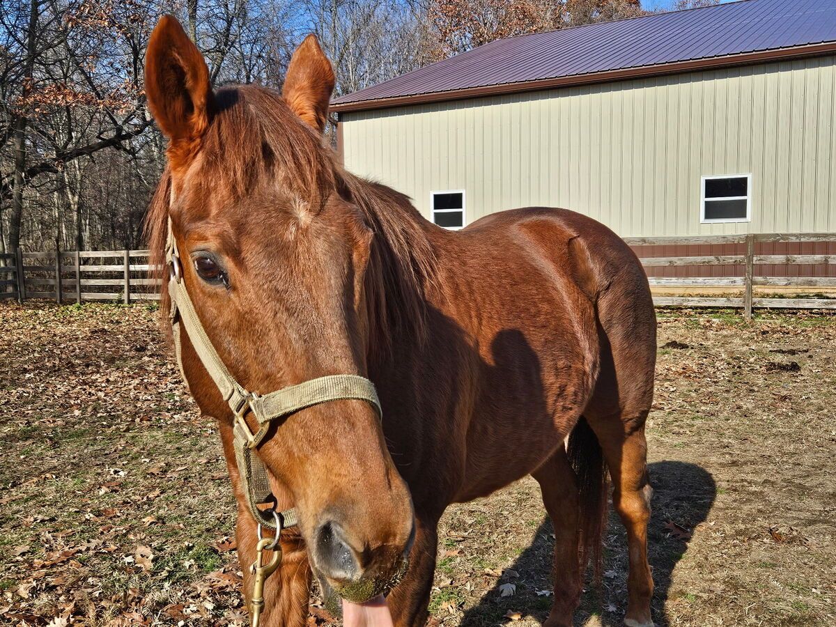 Our Adoptable Equines | Companion Horses