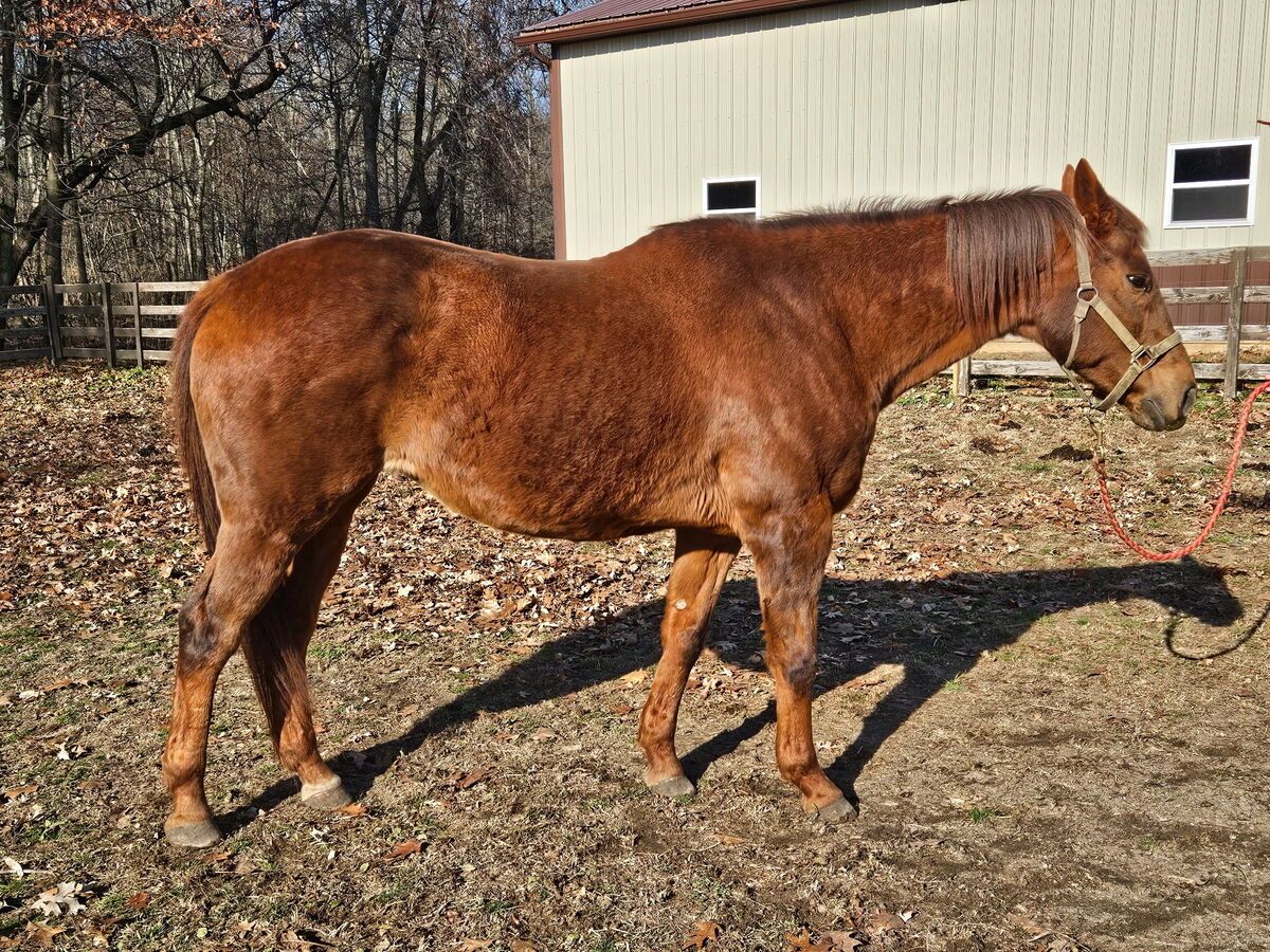Our Adoptable Equines | Companion Horses