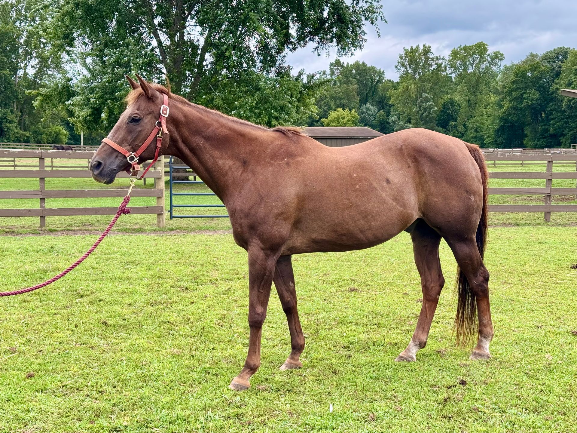 Our Adoptable Equines | Companion Horses
