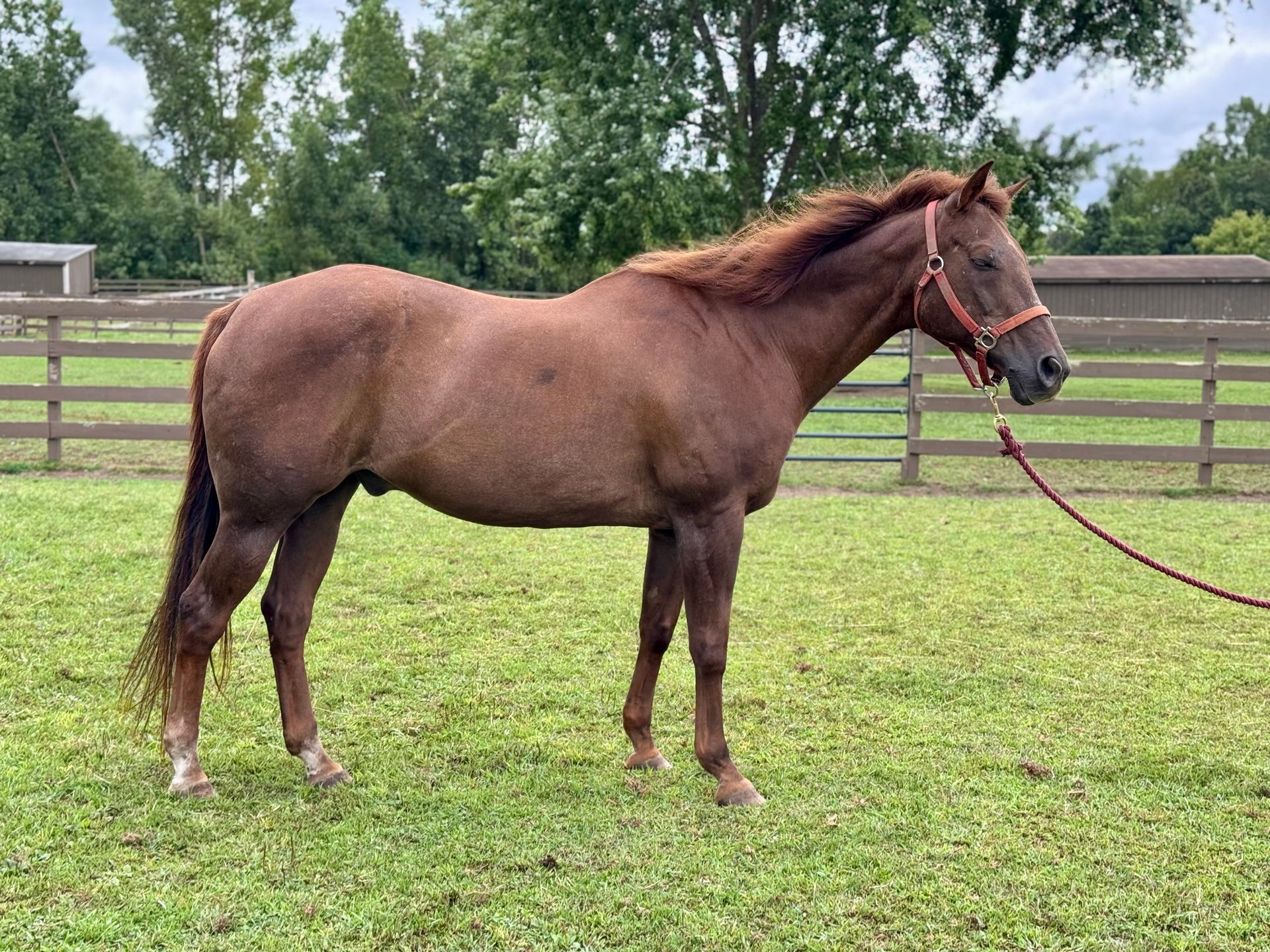 Our Adoptable Equines | Companion Horses