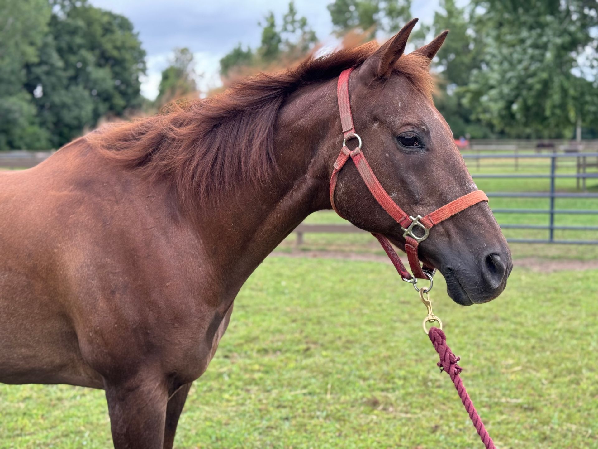 Our Adoptable Equines | Companion Horses