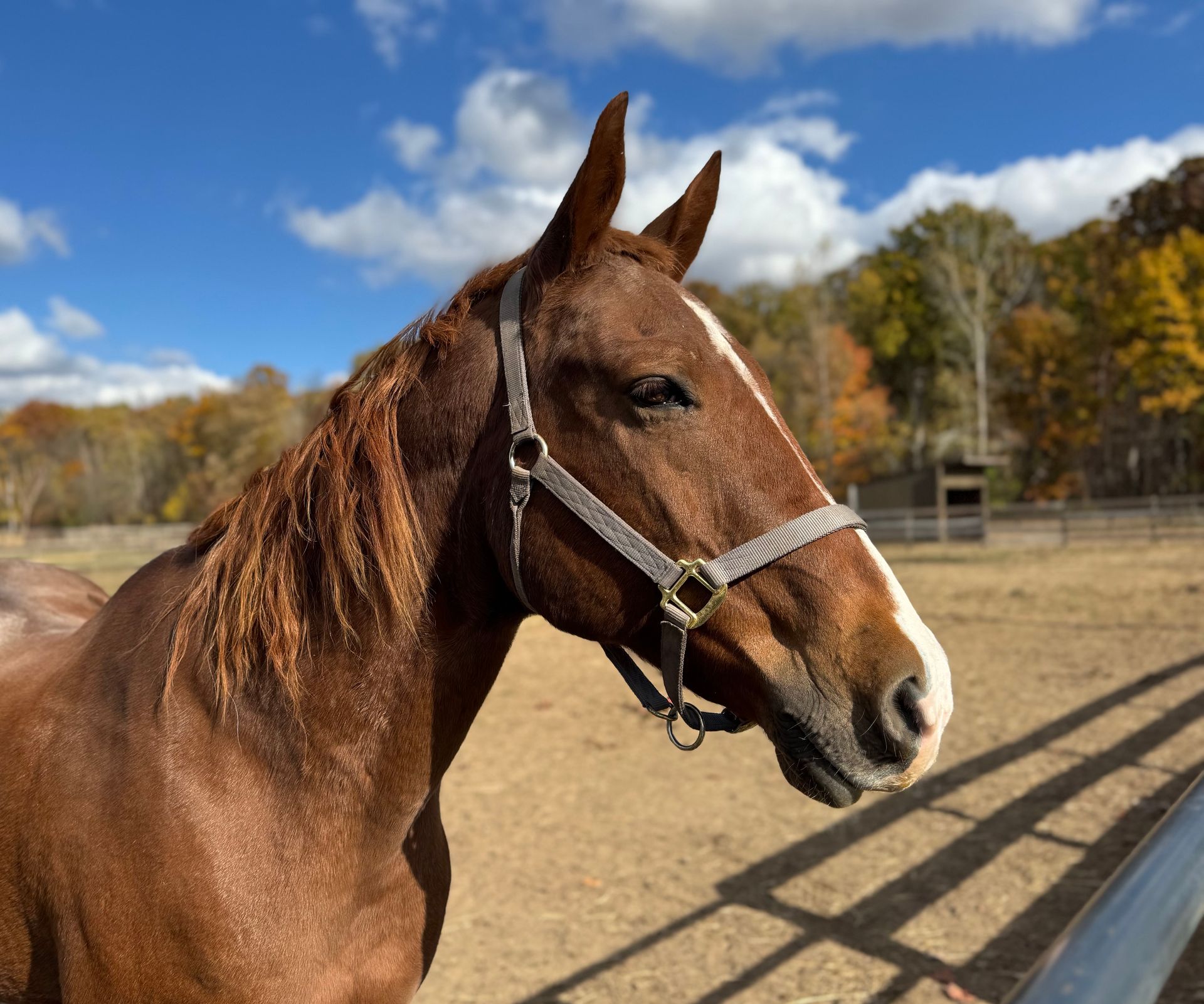 Our Adoptable Equines | Companion Horses