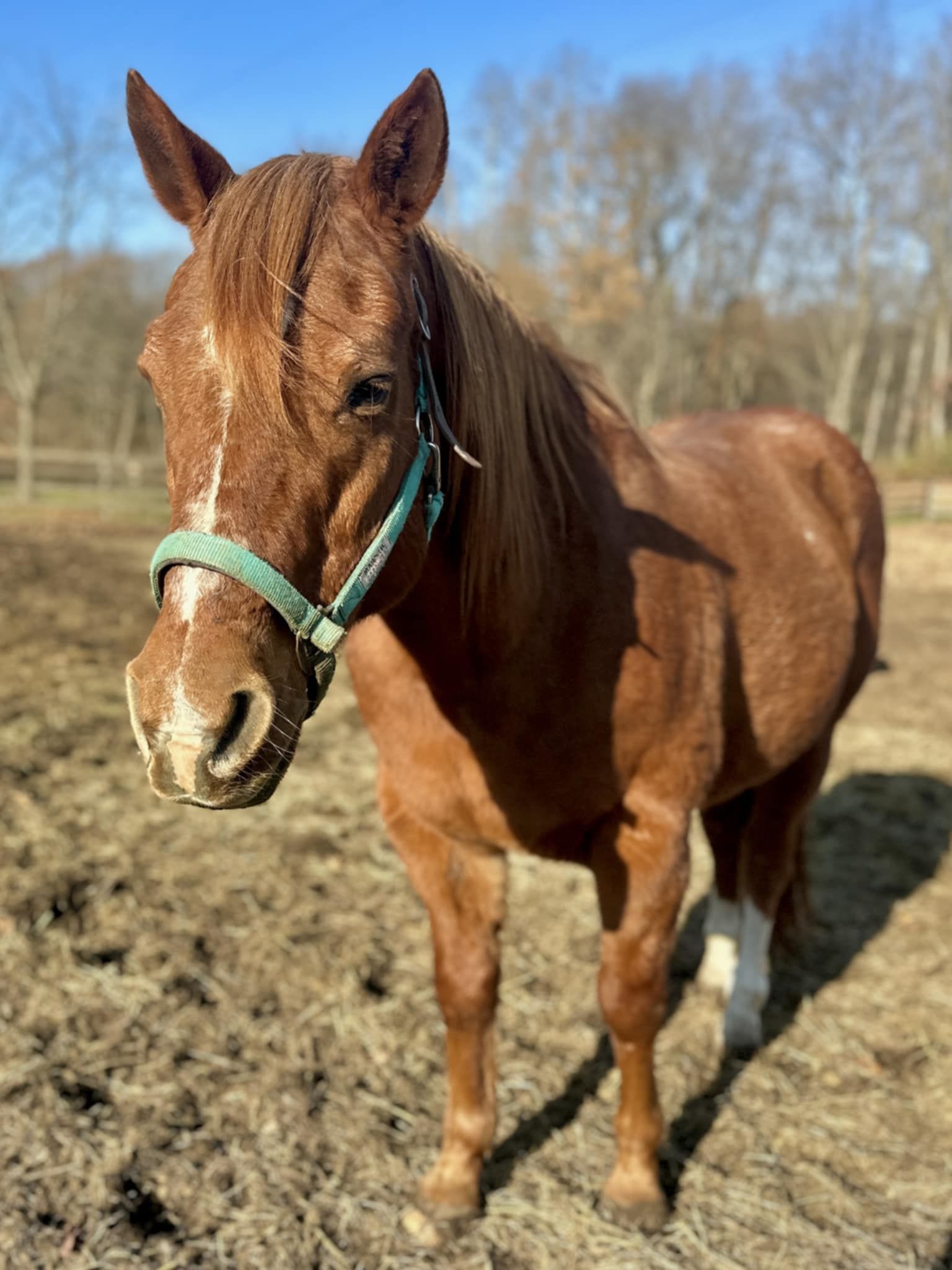 Our Adoptable Equines | Companion Horses