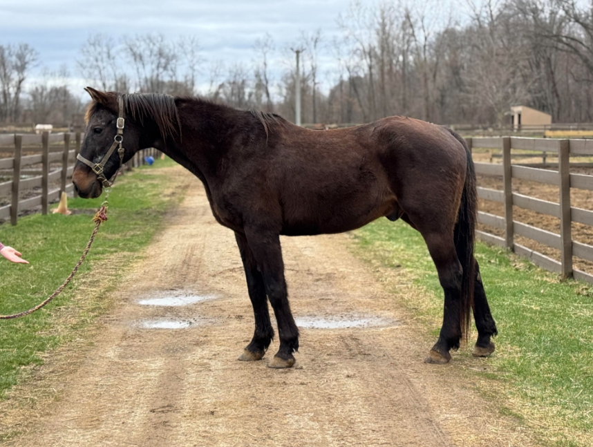 Our Adoptable Equines | Companion Horses
