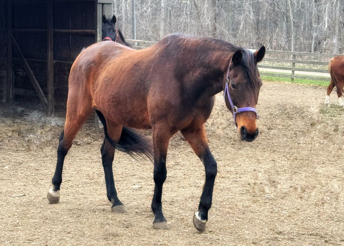 Our Adoptable Equines | Companion Horses