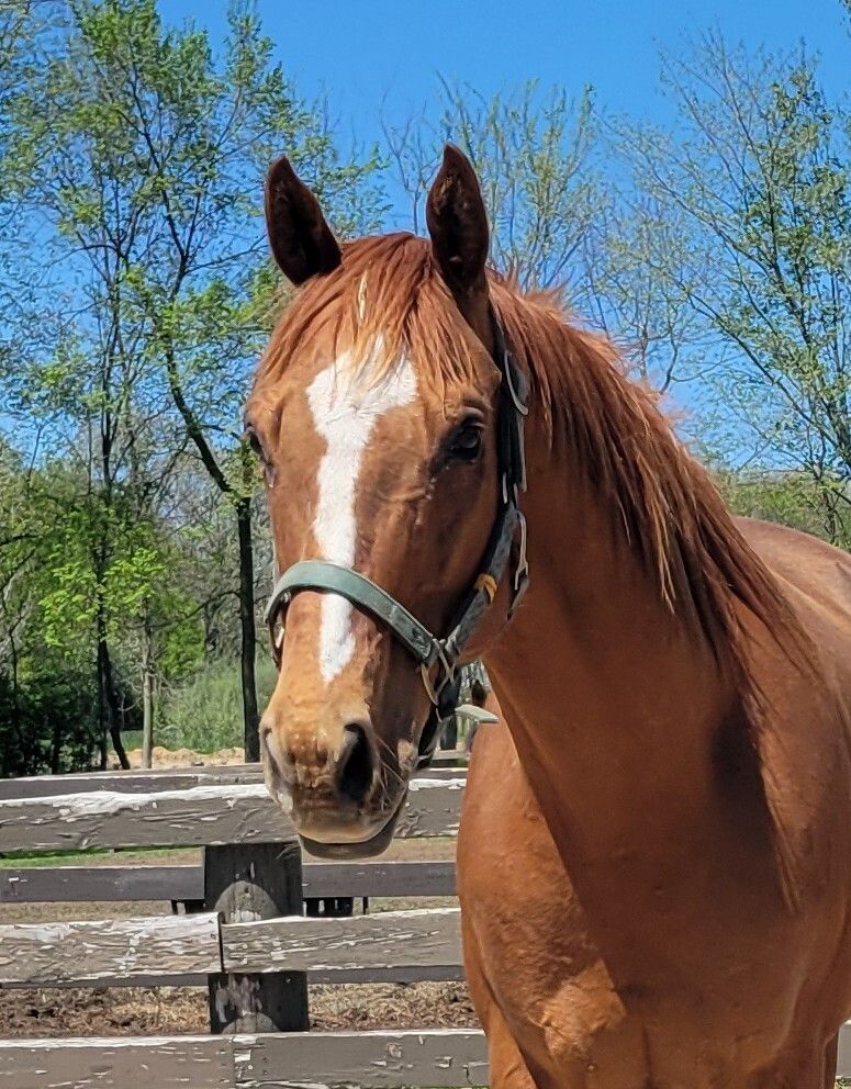 Our Adoptable Equines | Rideable Horses