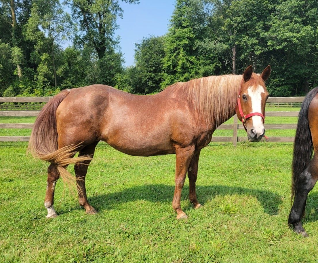 Our Adoptable Equines | Companion Horses