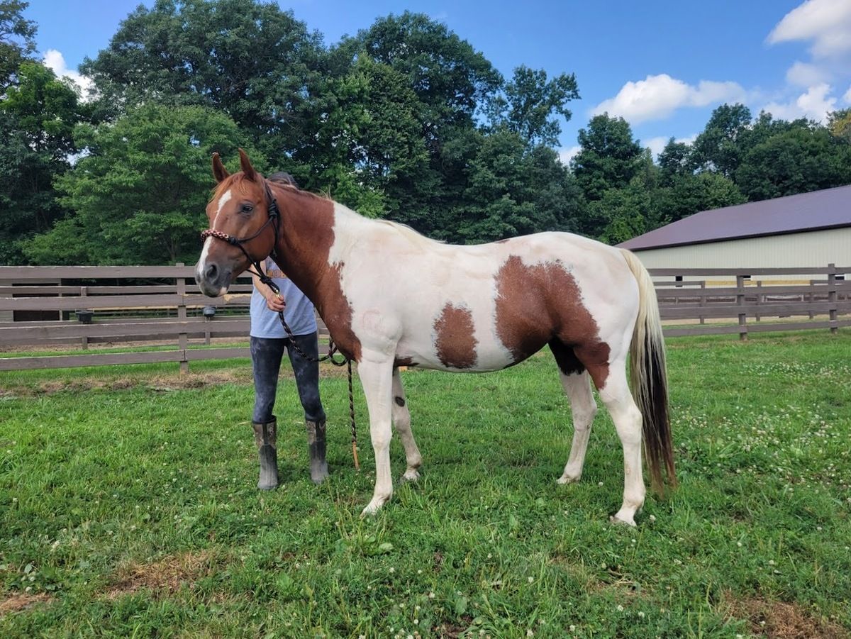 Our Adoptable Equines | Companion Horses