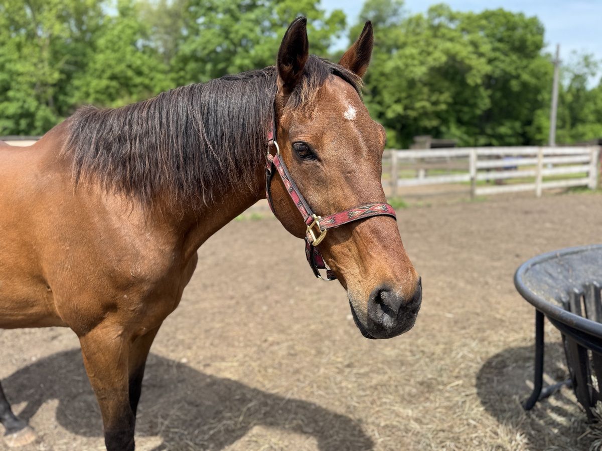 Our Adoptable Equines | Companion Horses