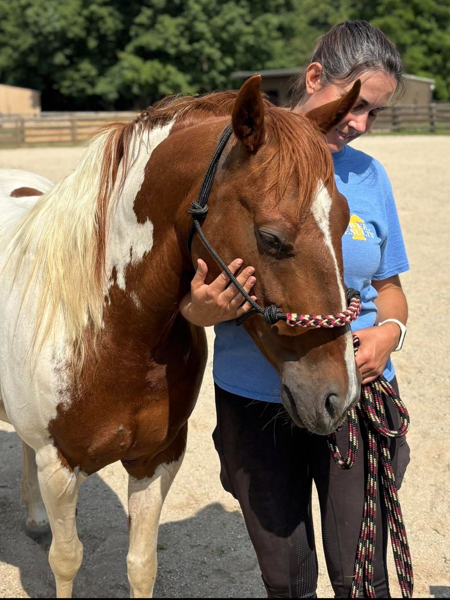 Our Adoptable Equines | Companion Horses
