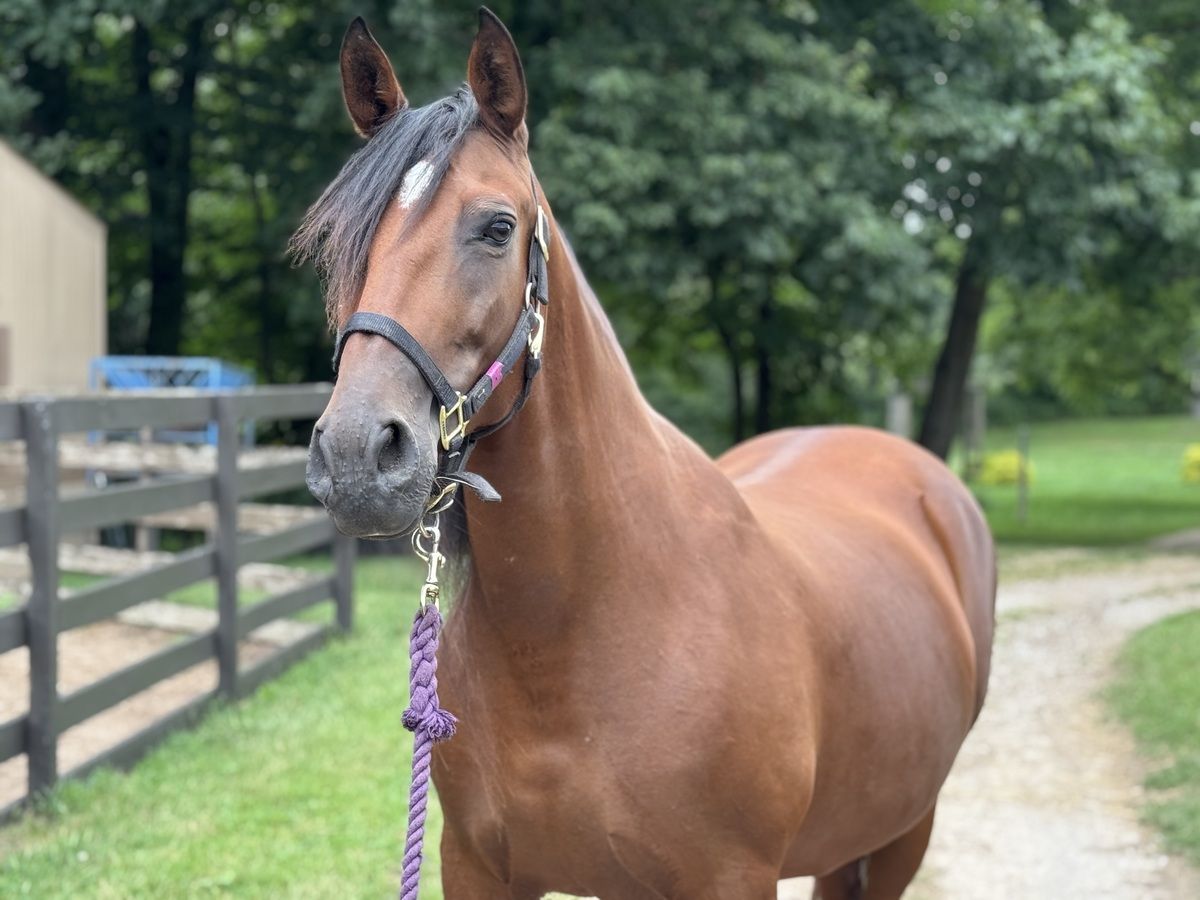 Our Adoptable Equines | Rideable Horses