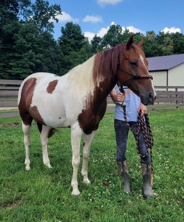 Our Adoptable Equines | Companion Horses