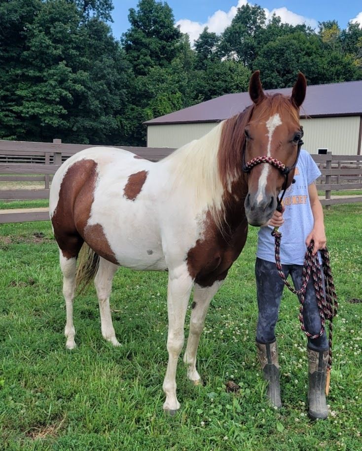 Our Adoptable Equines | Companion Horses