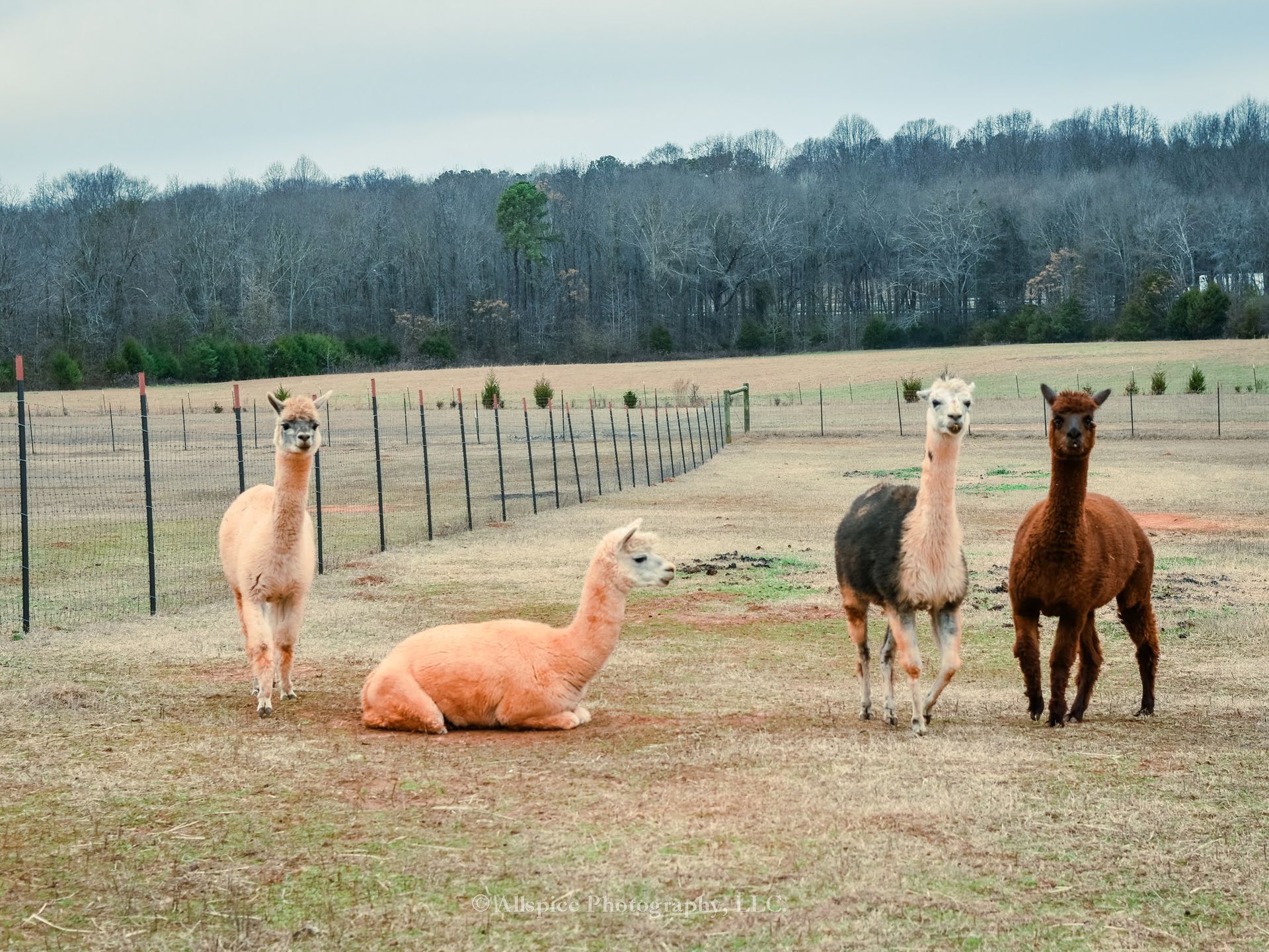 Alpaca Gifts | United States | 864-903-1856