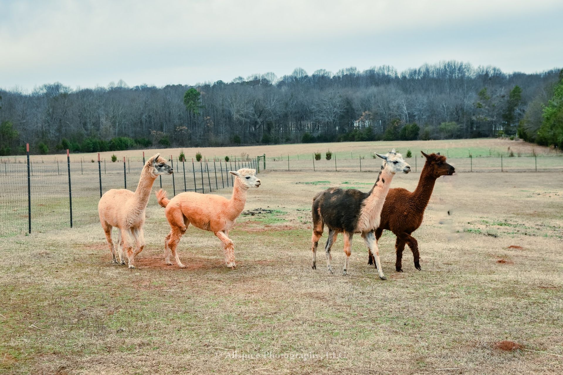 Alpaca Gifts | United States | 864-903-1856