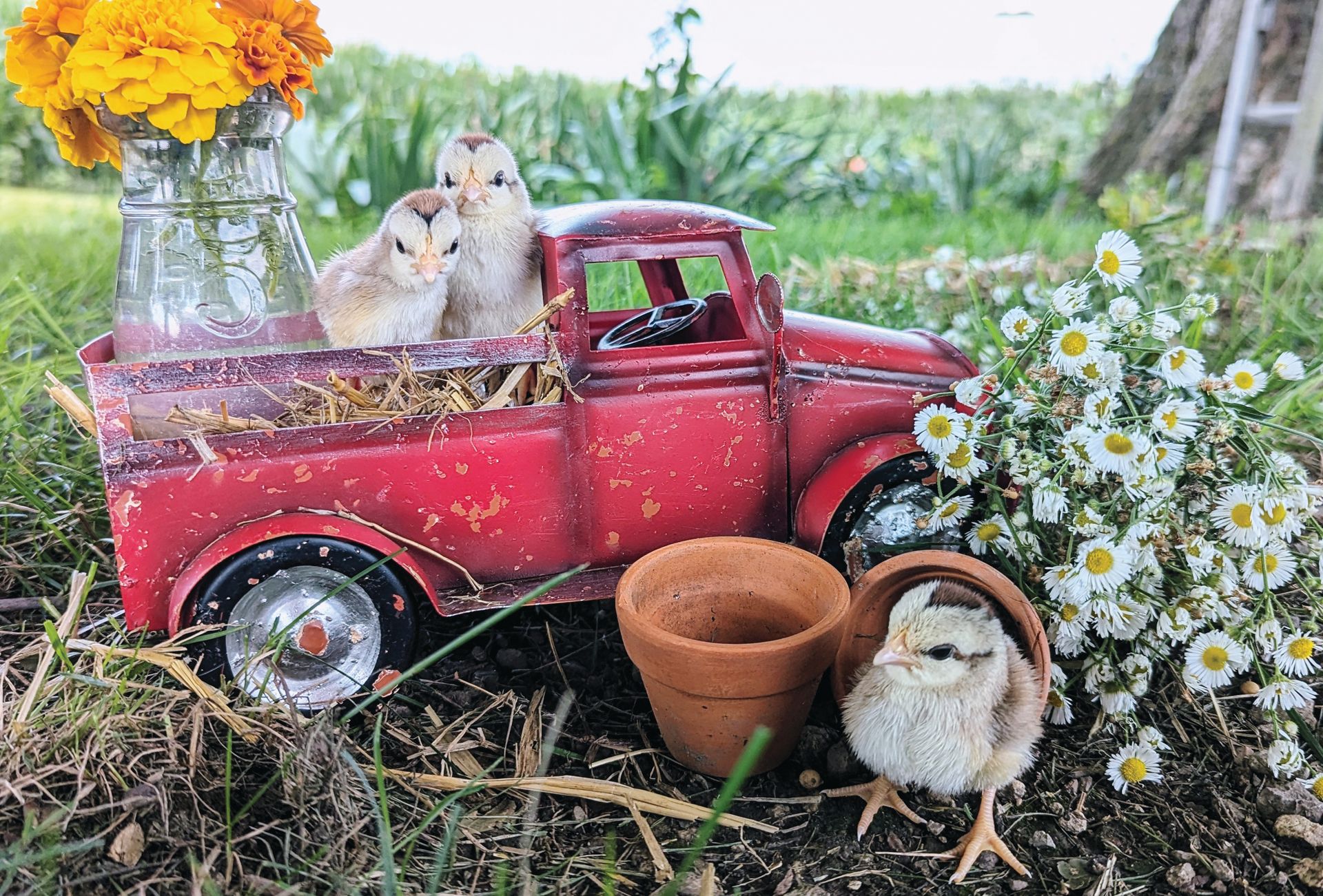 Calendar Photo Contest | Centerra Co-Op