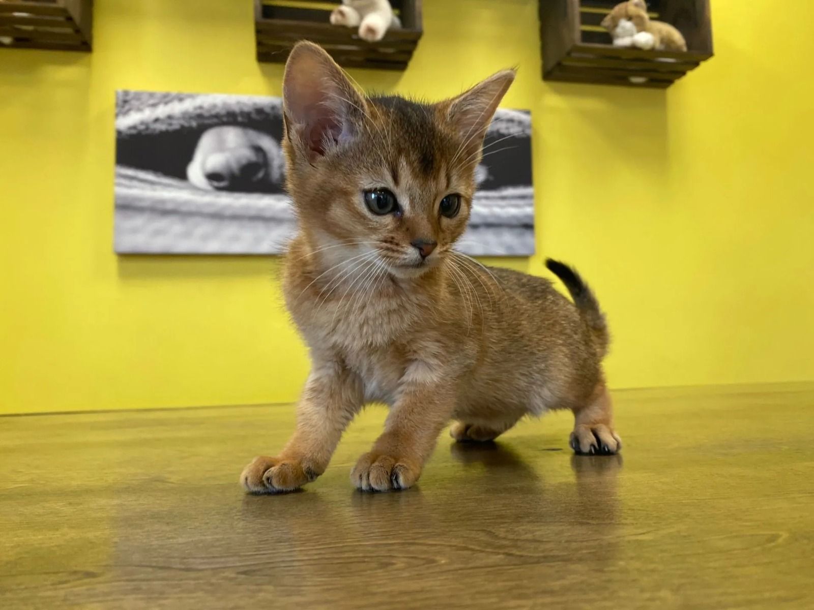 Abyssinian Kittens For Sale New York | Your Playful Feline Friend