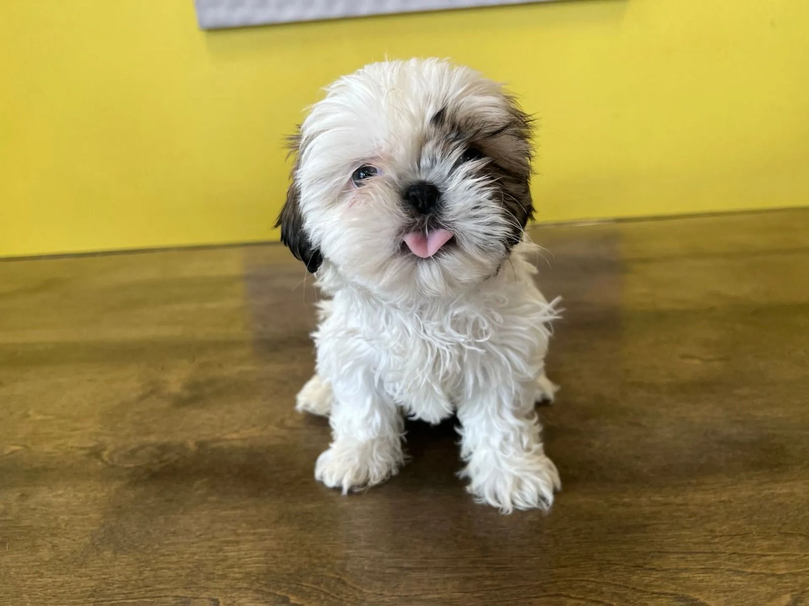 Shih Tzu Puppies For Sale New York | Find Your Cuddly Companion