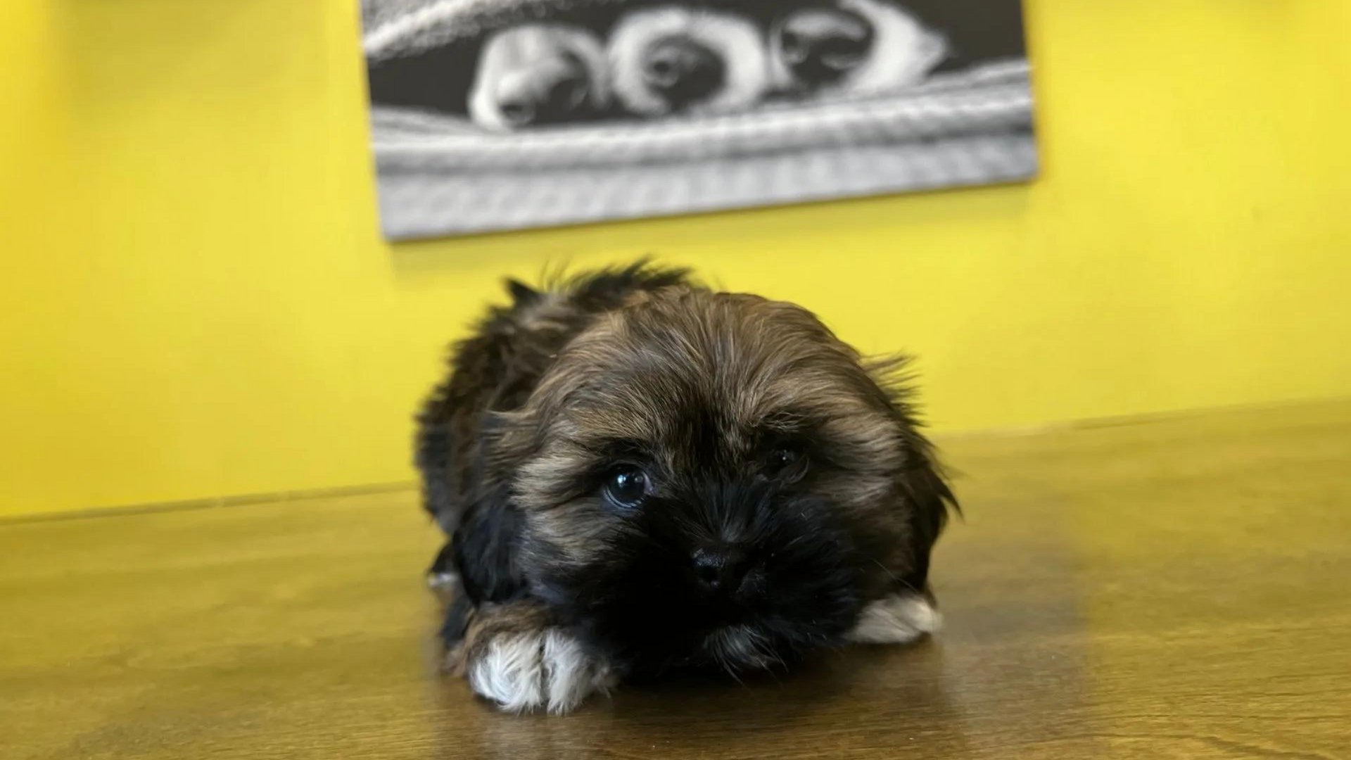 Shih Tzu Puppies for Sale New York - Adopt Today