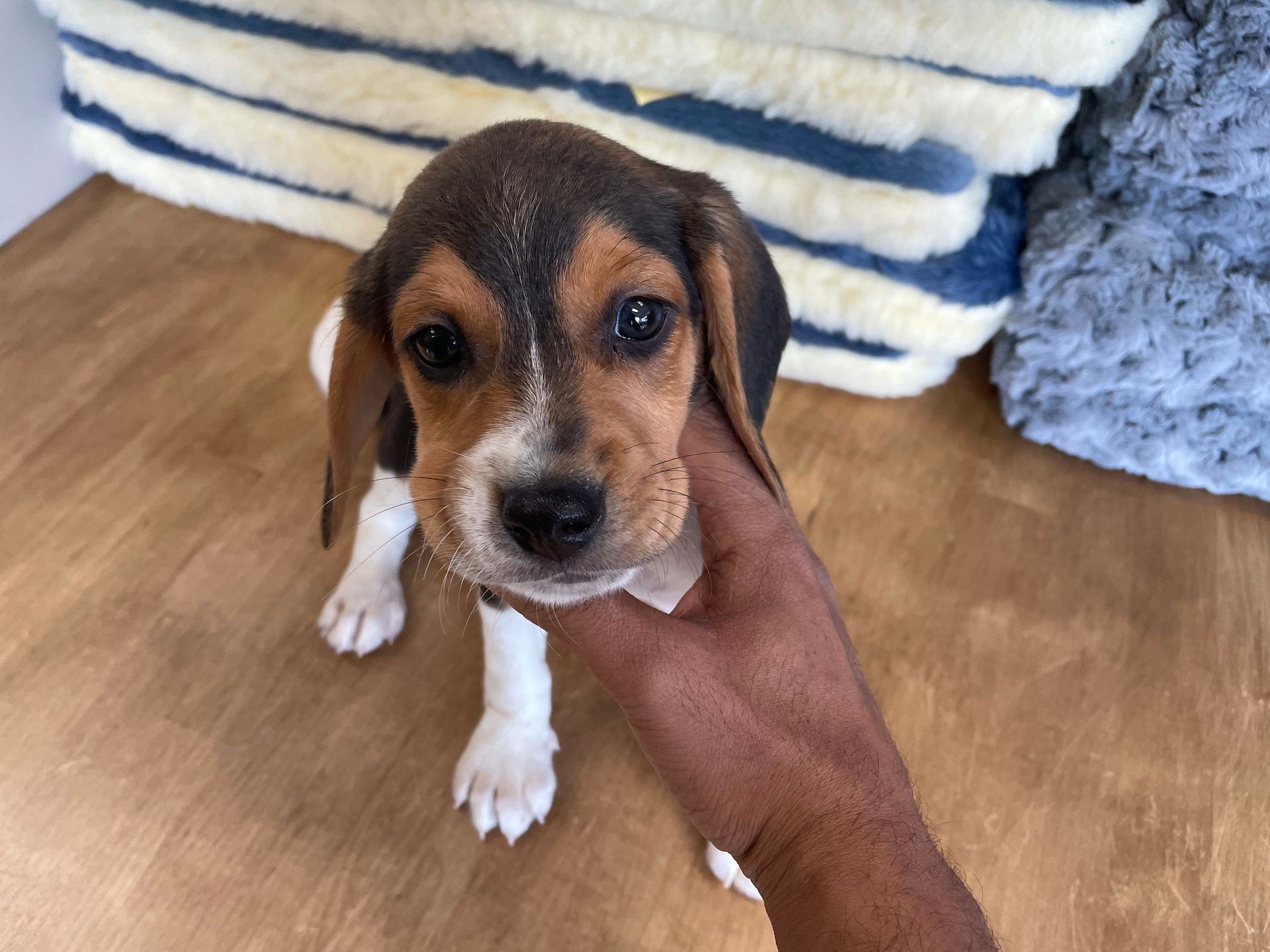 Beagle Puppies For Sale New York