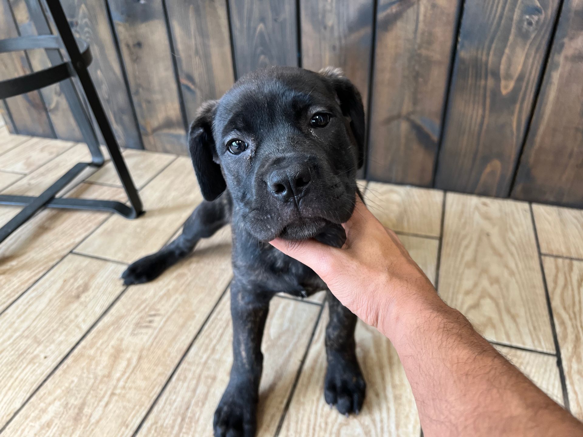 Cane Corso Puppies For Sale New York