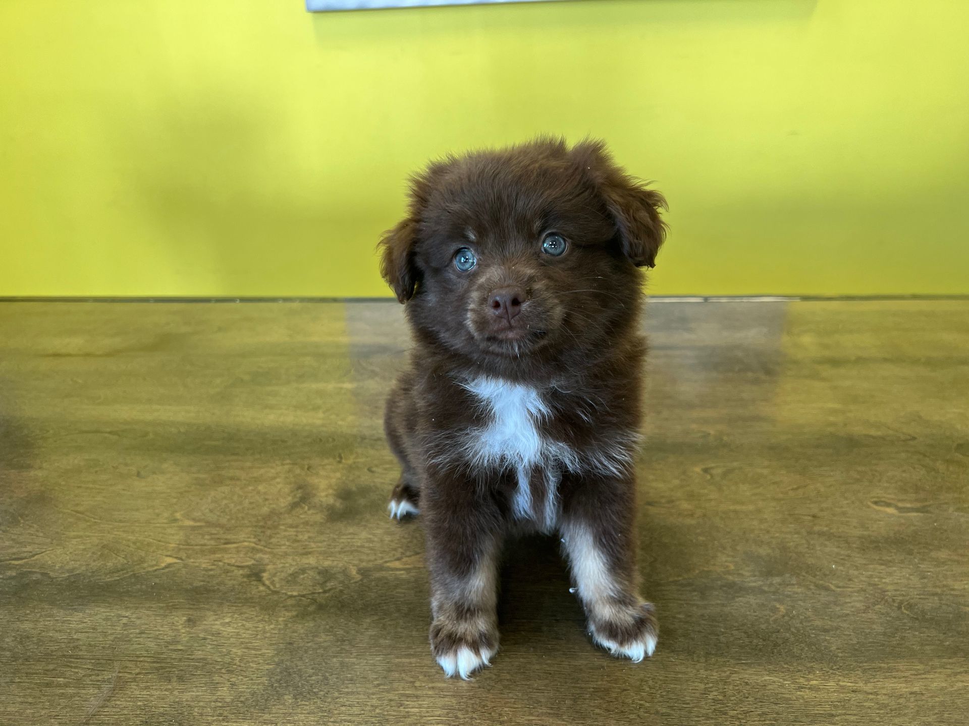 Designer Puppies For Sale New York