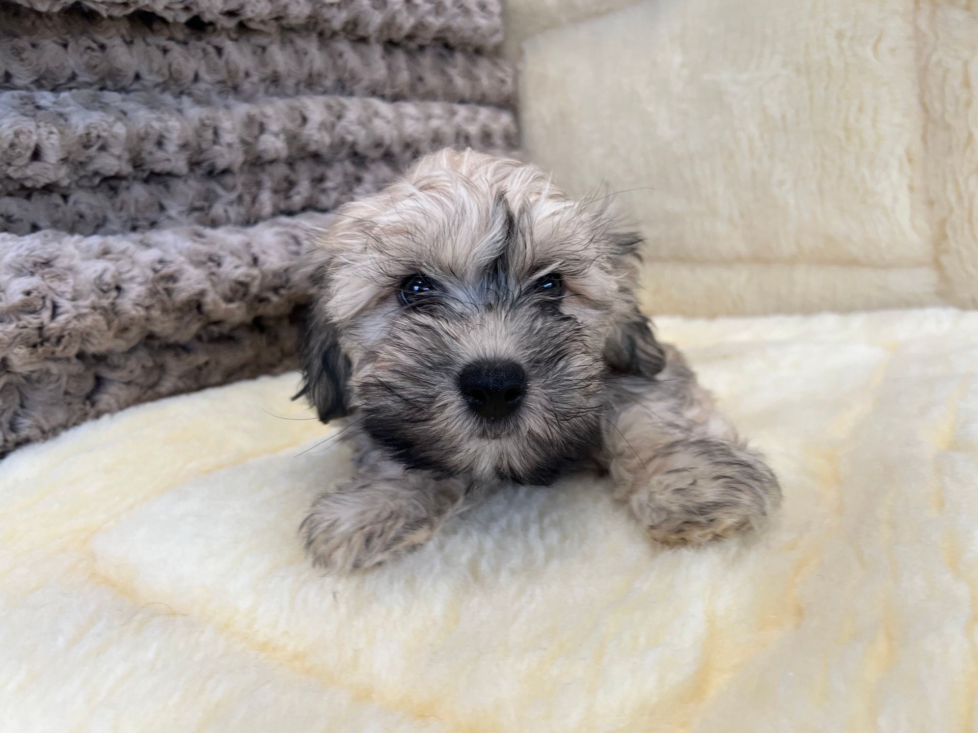 Teacup Toy Breeds Havanese In New York