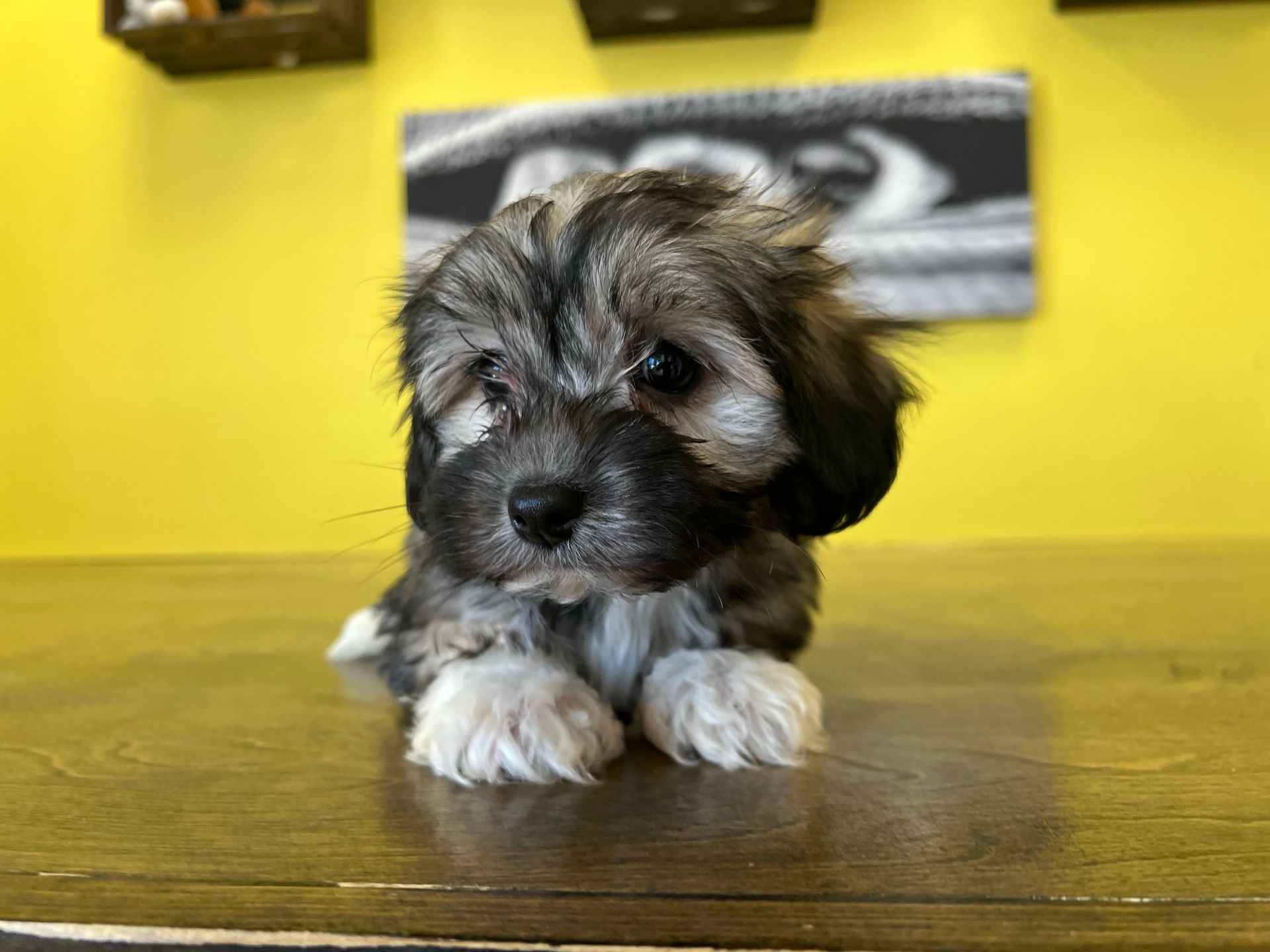 Teacup Toy Breeds Havanese In New York