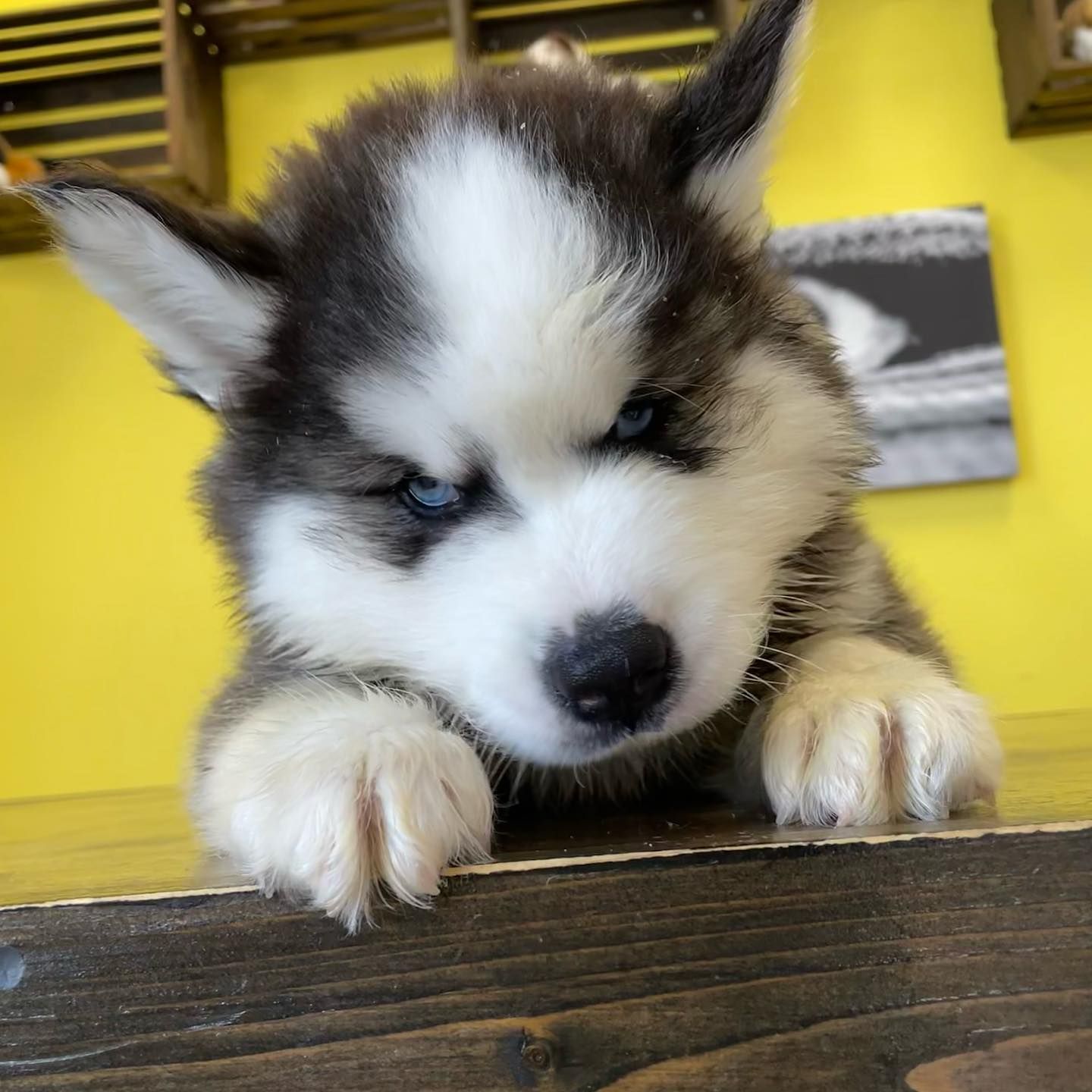 Mid-Size Puppies For Sale New York