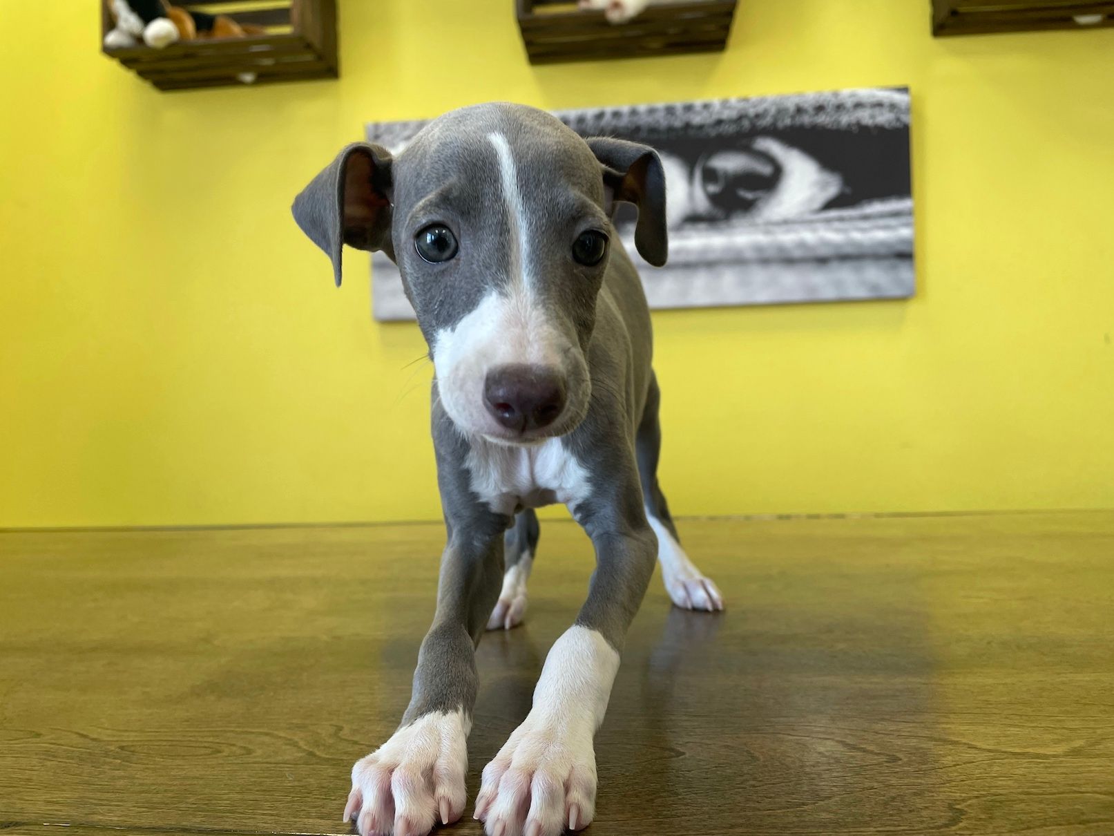 Italian Greyhound Puppies For Sale In New York