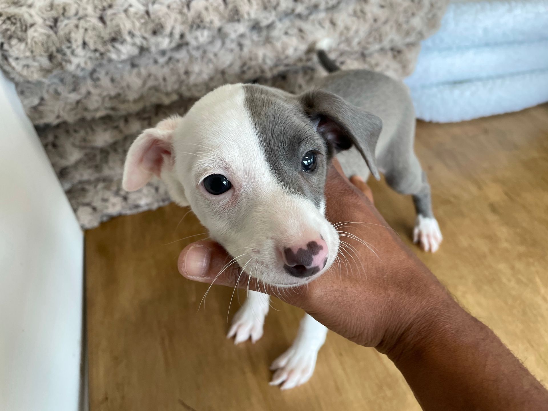 Italian Greyhound Puppies For Sale In New York