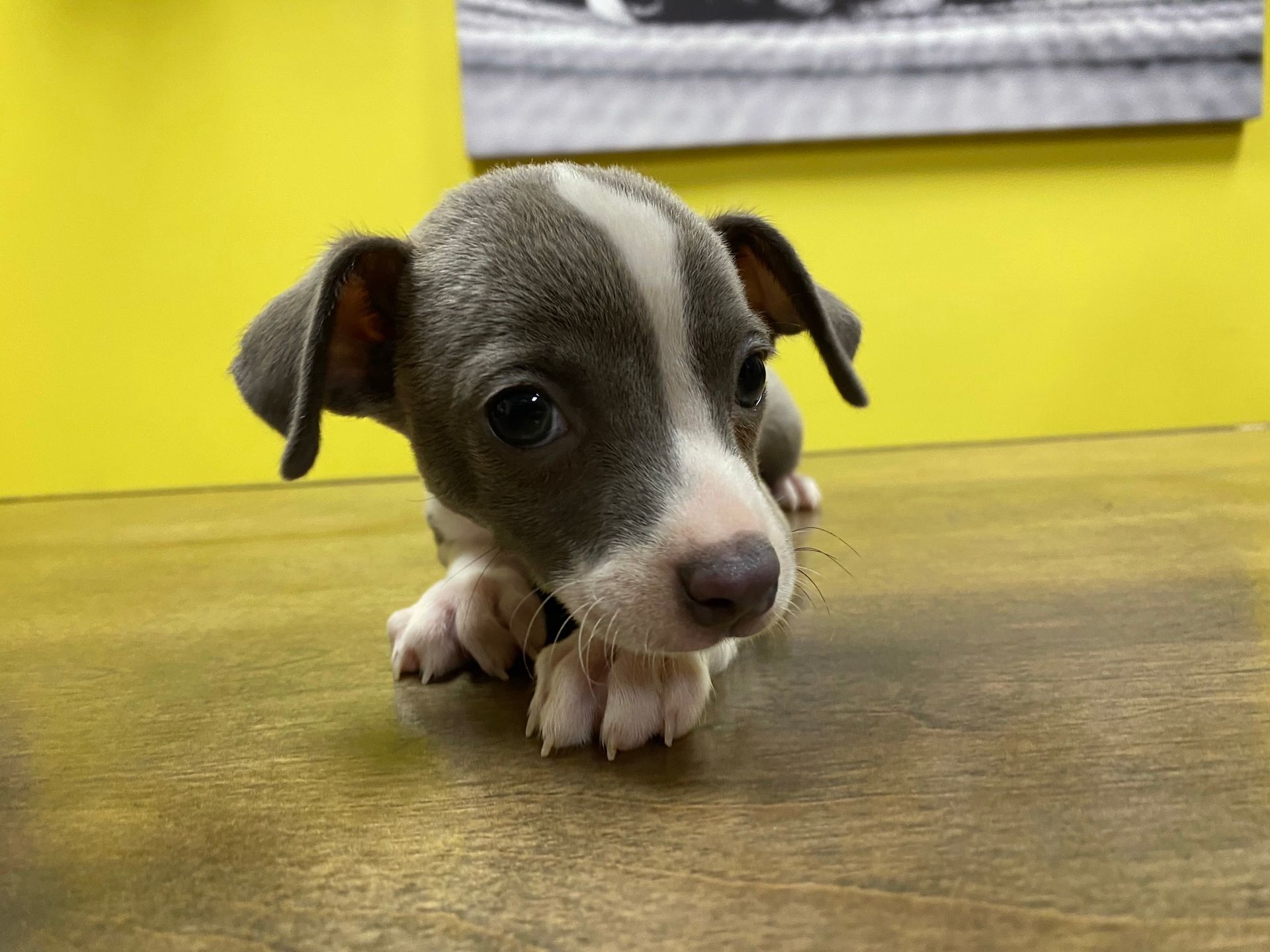 Italian Greyhound Puppies For Sale In New York