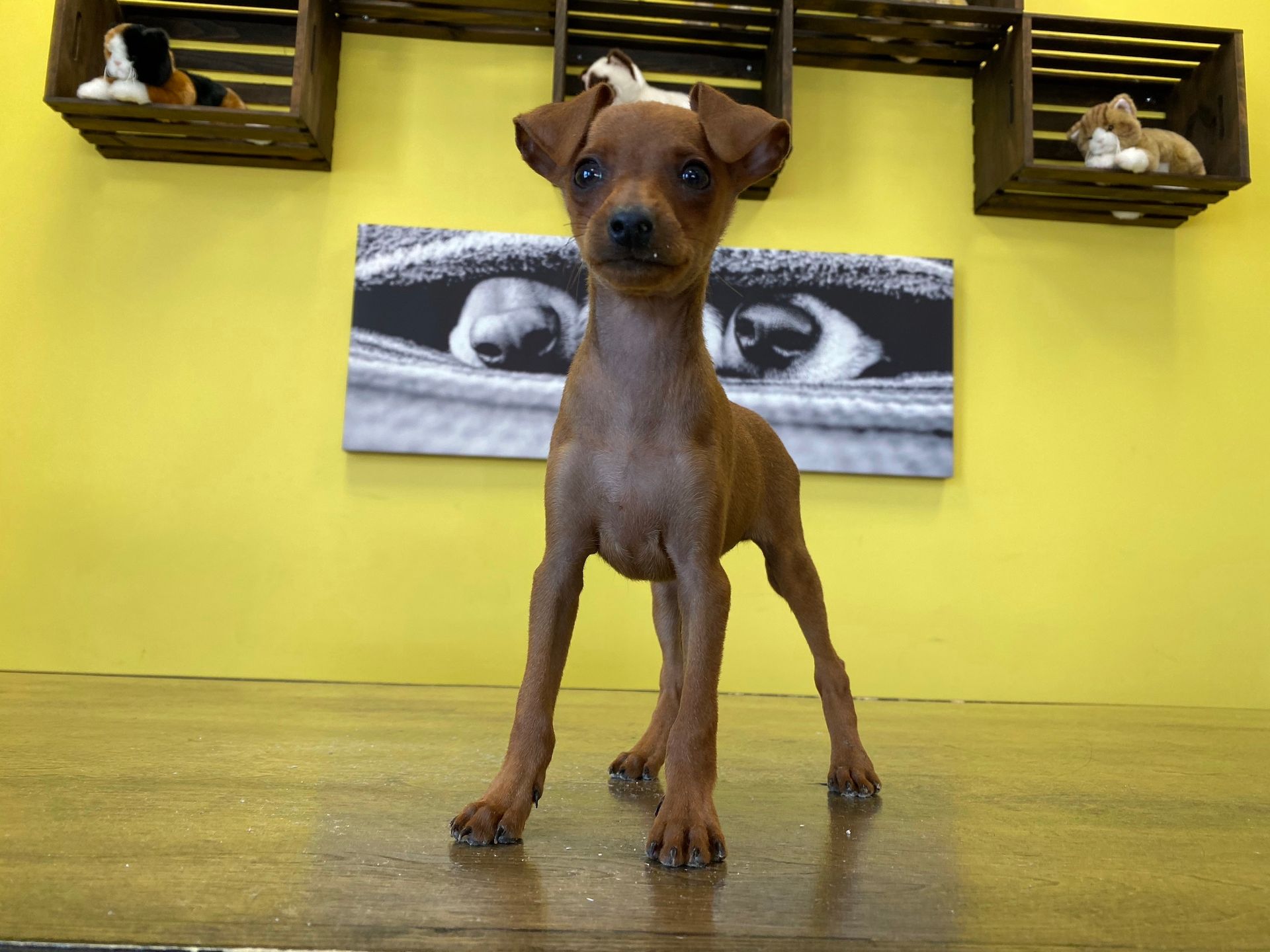 Min Pin Puppies For Sale New York