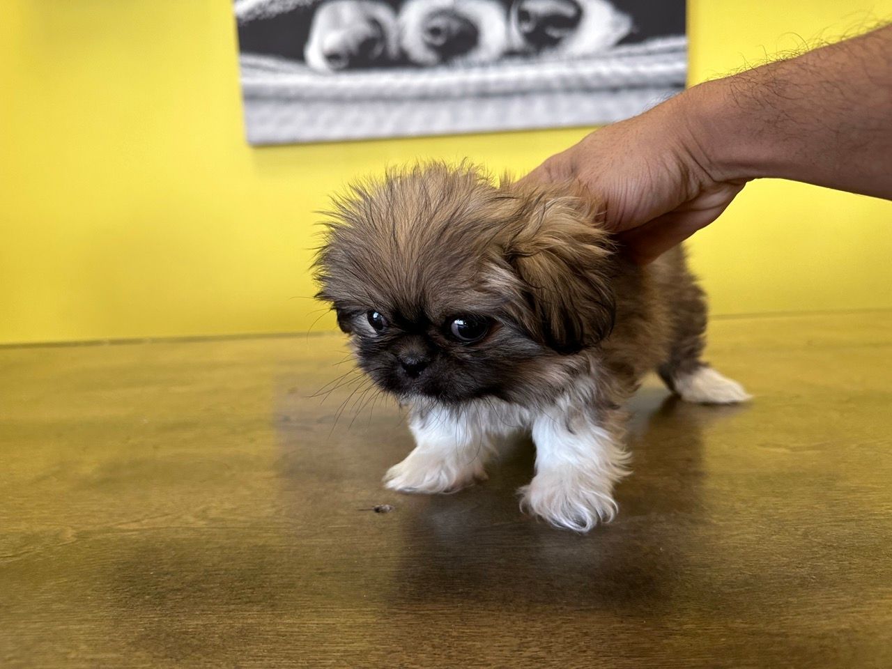 Pekingese Puppies For Sale New York